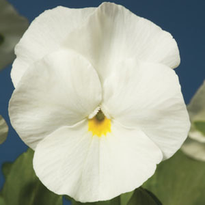 Viola Seed - Griffin Greenhouse Supplies