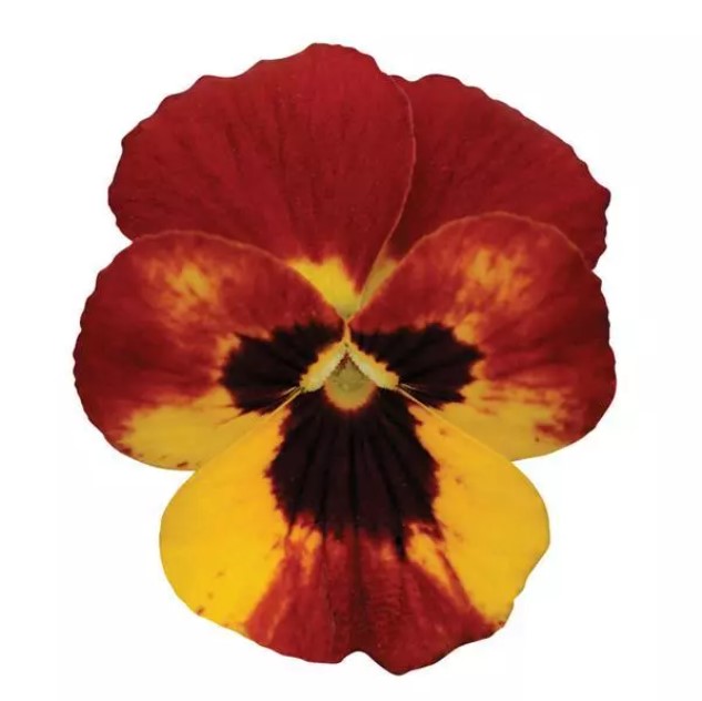 Viola Seed - Griffin Greenhouse Supplies