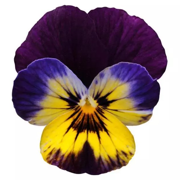 Viola Sorbet Midnight Glow (005000) (5K) PRIME - Griffin Greenhouse ...