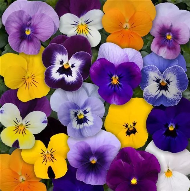 Viola Seed - Griffin Greenhouse Supplies