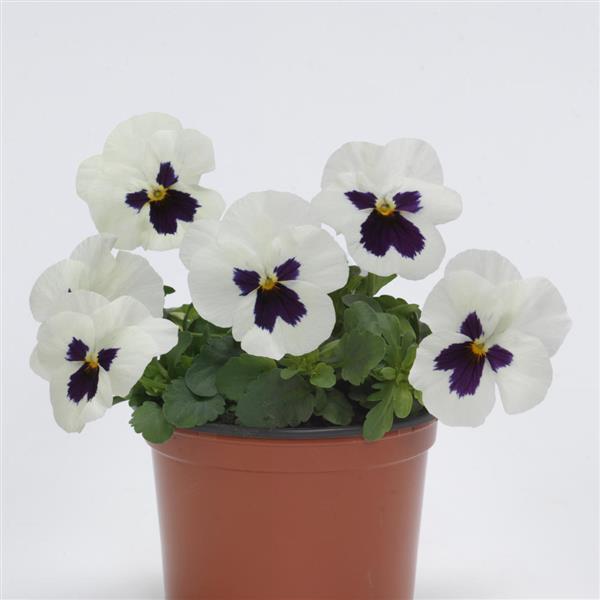 Viola Sorbet XP White With Blotch (000500) (500s*) IG - Griffin ...