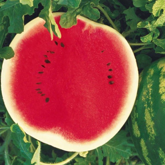 Watermelon Seed - Griffin Greenhouse Supplies