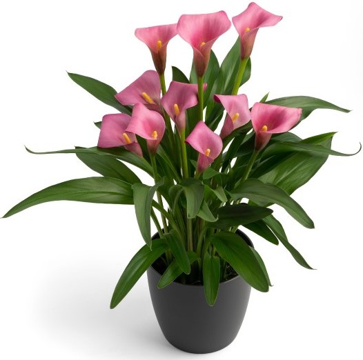 Zantedeschia Calla Pink Pop 500/500 12-14 CM - Griffin Greenhouse Supplies