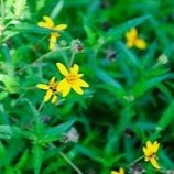 Zexmenia Wedelia Texana 128/128 Tray - Griffin Greenhouse Supplies