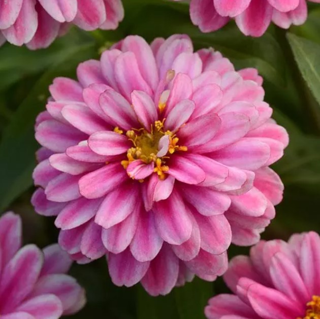 Zinnia Seed - Griffin Greenhouse Supplies