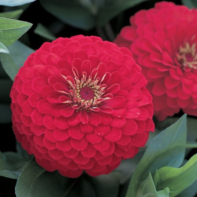 Zinnia Seed - Griffin Greenhouse Supplies