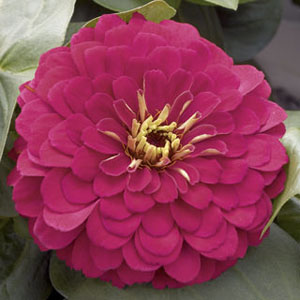 Zinnia Seed - Griffin Greenhouse Supplies