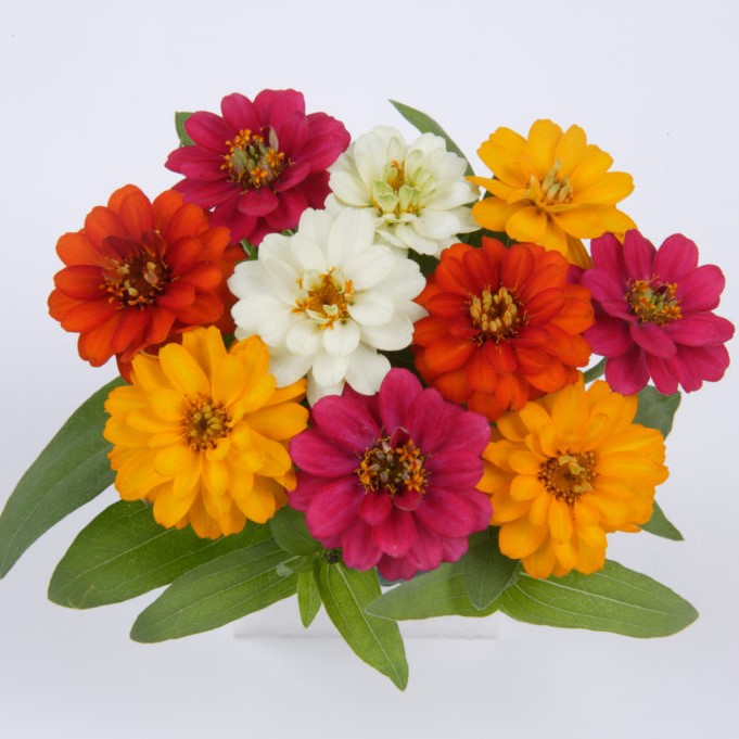 Zinnia Seed - Griffin Greenhouse Supplies