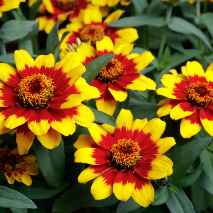 Zinnia Profusion Red Yellow Bicolor 128/128 Tray - Griffin Greenhouse ...