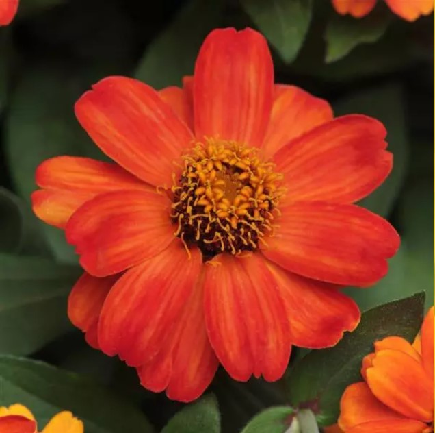 Zinnia Seed - Griffin Greenhouse Supplies