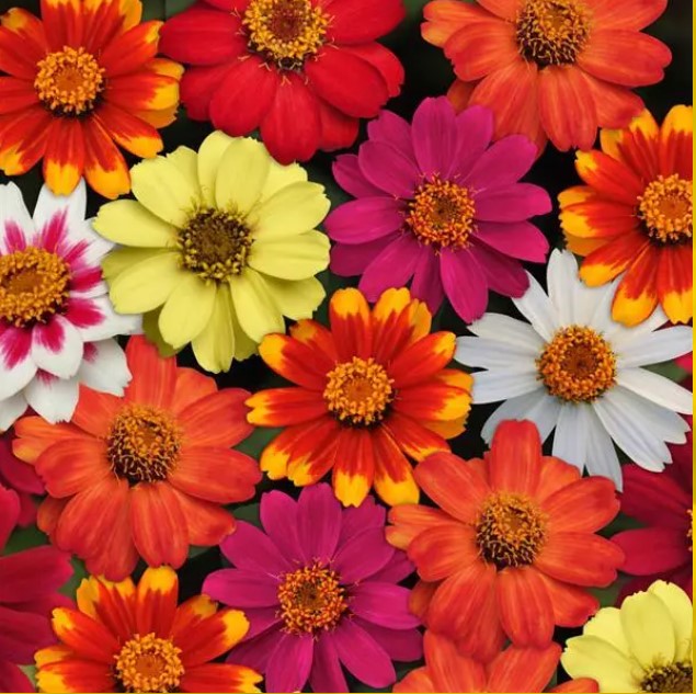 Zinnia Seed - Griffin Greenhouse Supplies