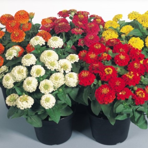 Zinnia Zinnita Mix ASTD - Griffin Greenhouse Supplies