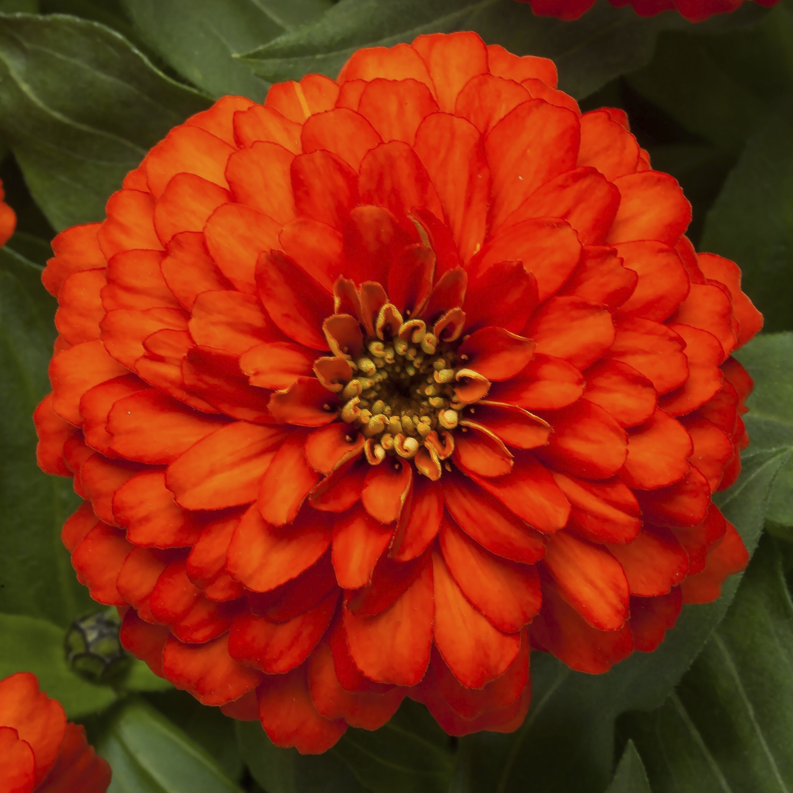 Zinnia Seed - Griffin Greenhouse Supplies