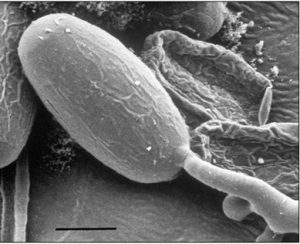 Griffin Greenhouse Supplies